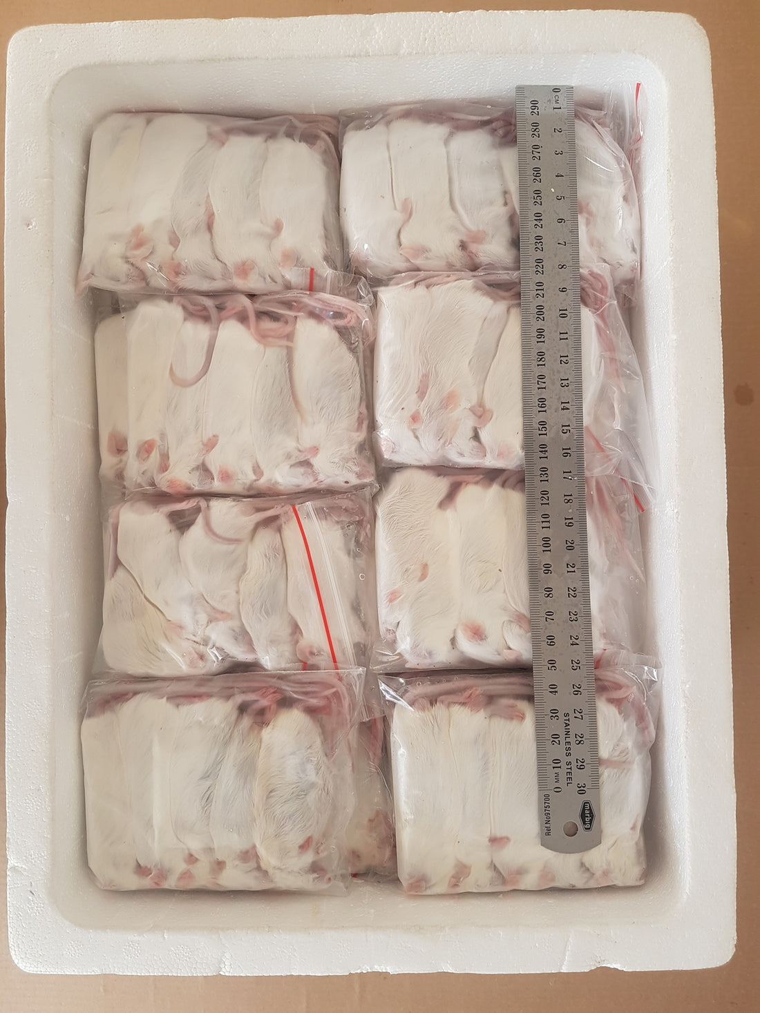 Frozen Adult Mice | Best Online Frozen Reptile Food Supplier |Frozen ...