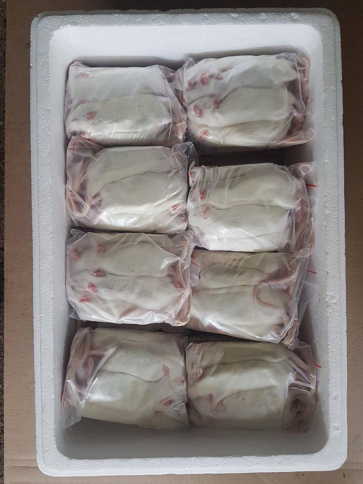 Frozen Rats | Best Online Frozen Reptile Food Supplier |Frozen Feeders ...