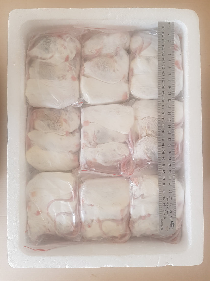 Frozen Mice | Best Online Frozen Reptile Food Supplier |Frozen Feeders ...
