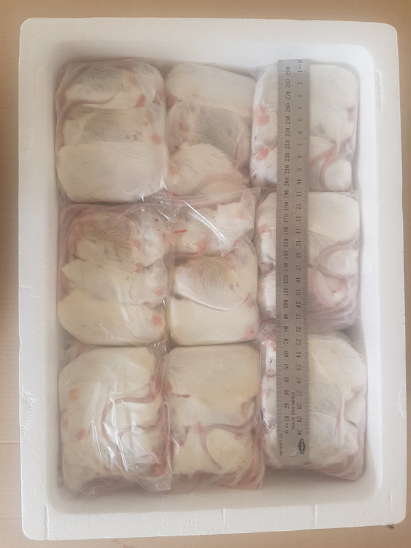 Frozen Mice | Best Online Frozen Reptile Food Supplier |Frozen Feeders ...