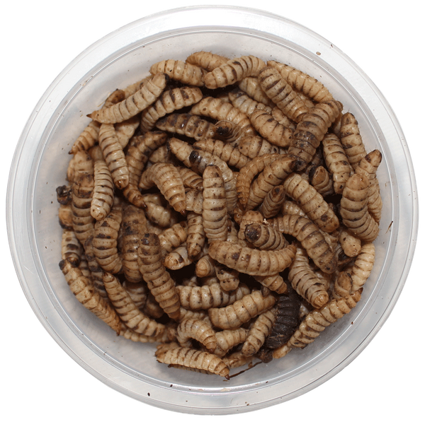 Best Online Black Soldier Fly Larvae Supplier | BSFL | Calciworms ...