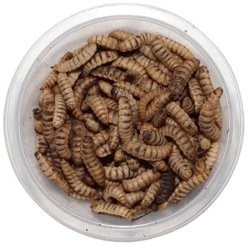 Best Online Black Soldier Fly Larvae Supplier | BSFL | Calciworms ...