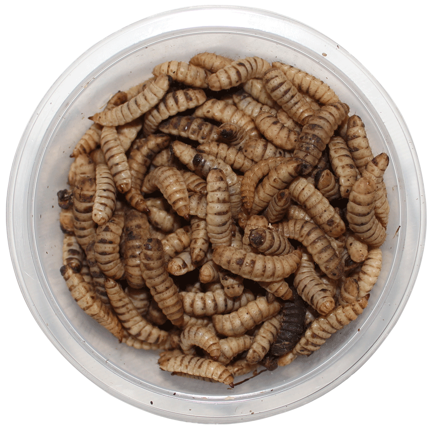 Best Online Black Soldier Fly Larvae Supplier | BSFL | Calciworms ...