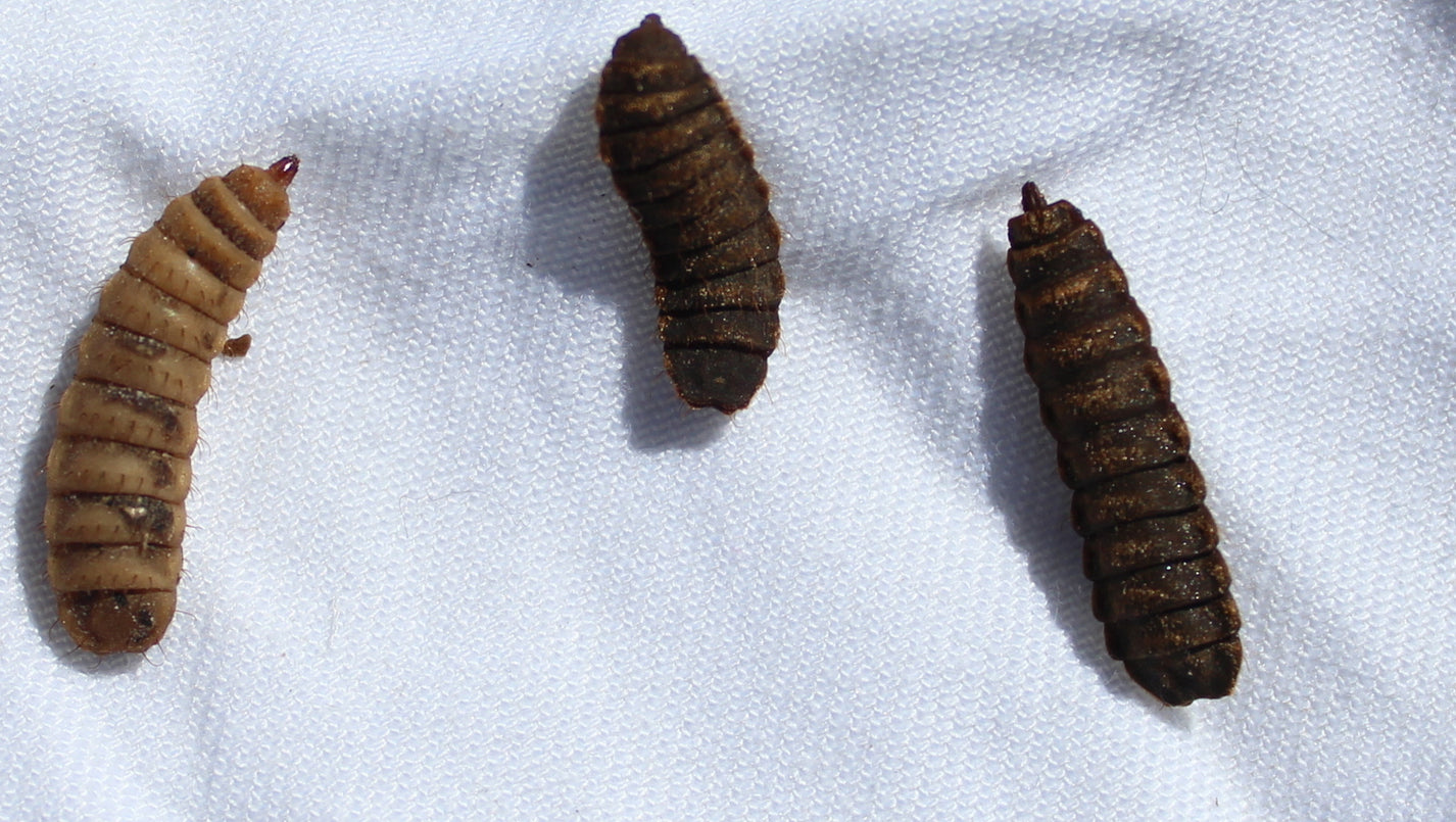 Best Online Black Soldier Fly Larvae Supplier | BSFL | Calciworms ...